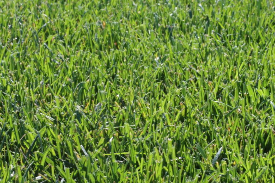 SODCO INC. New England Sod Supplier | Premium Sod