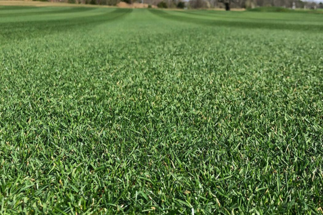SODCO INC. New England Sod Supplier | Premium Sod